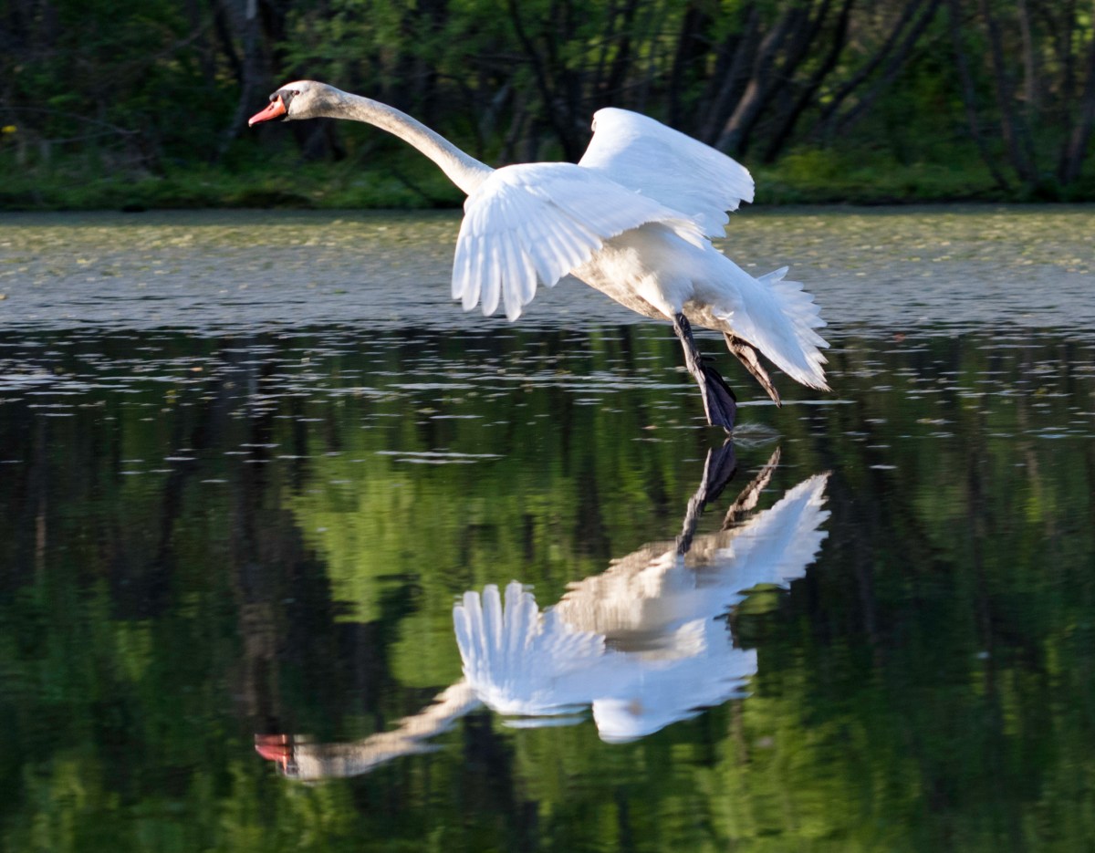 Morristown’s Solitary Swan | FULL BLEED PHOTOGRAPHY